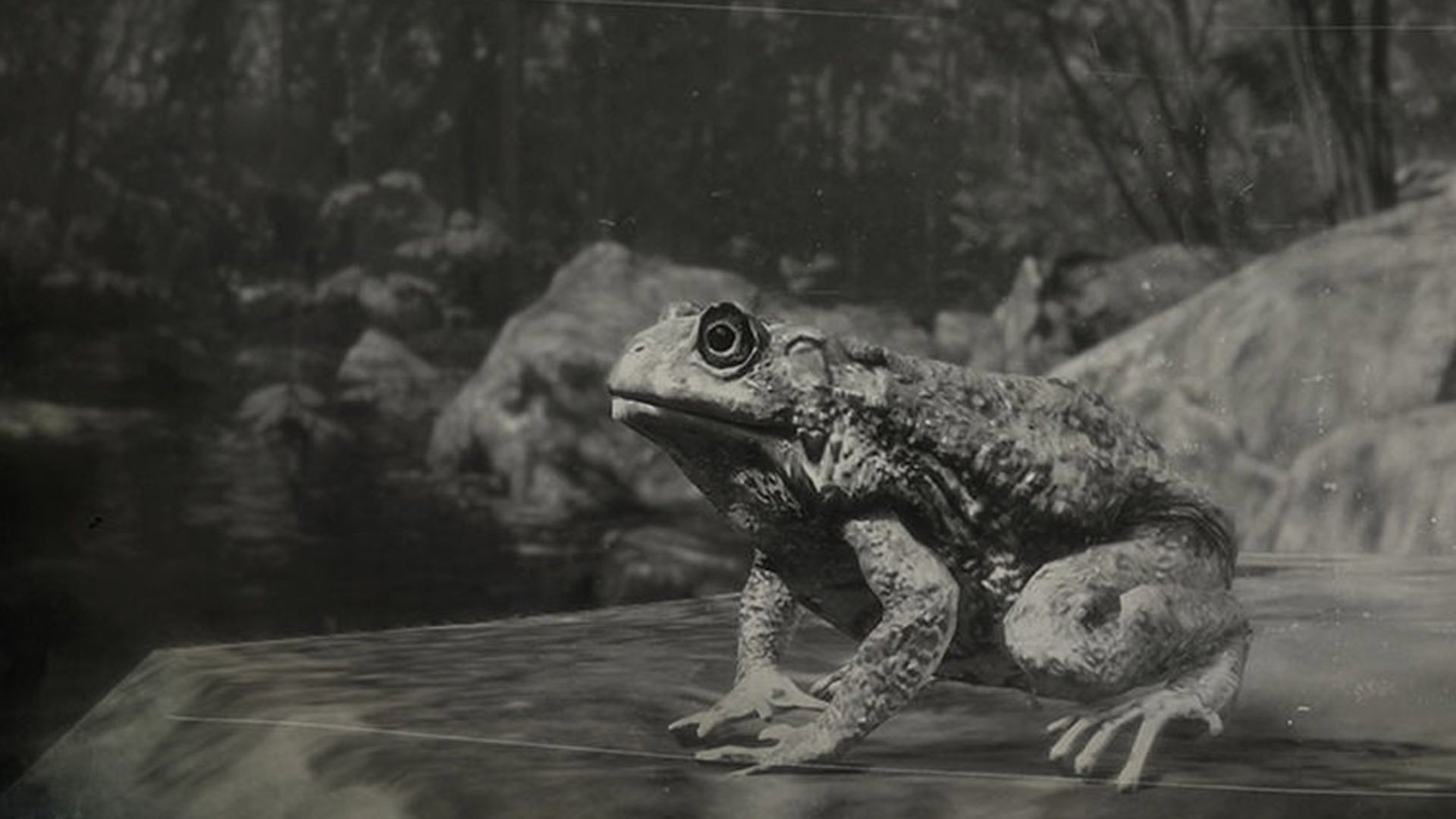 Western Toad locations in Red Dead Redemption 2 | Shacknews