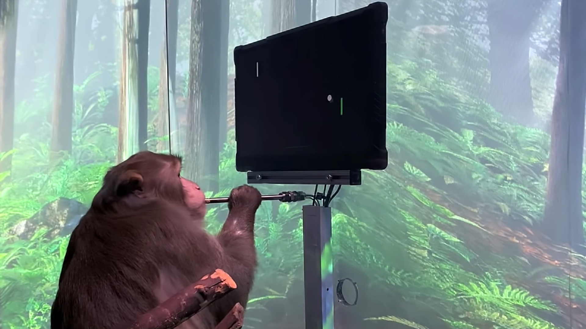 Watch a monkey with Neuralink implants play Pong with his mind | Shacknews